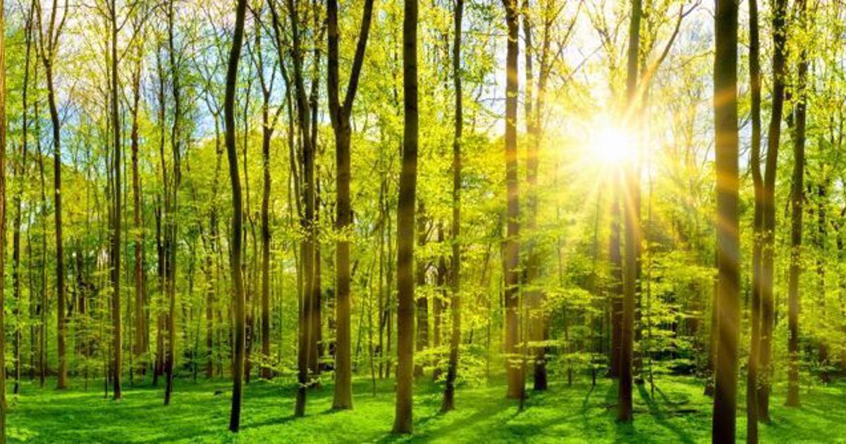 Eric Sturdza Investments plants 115,000 trees | Insights | Eric Sturdza ...